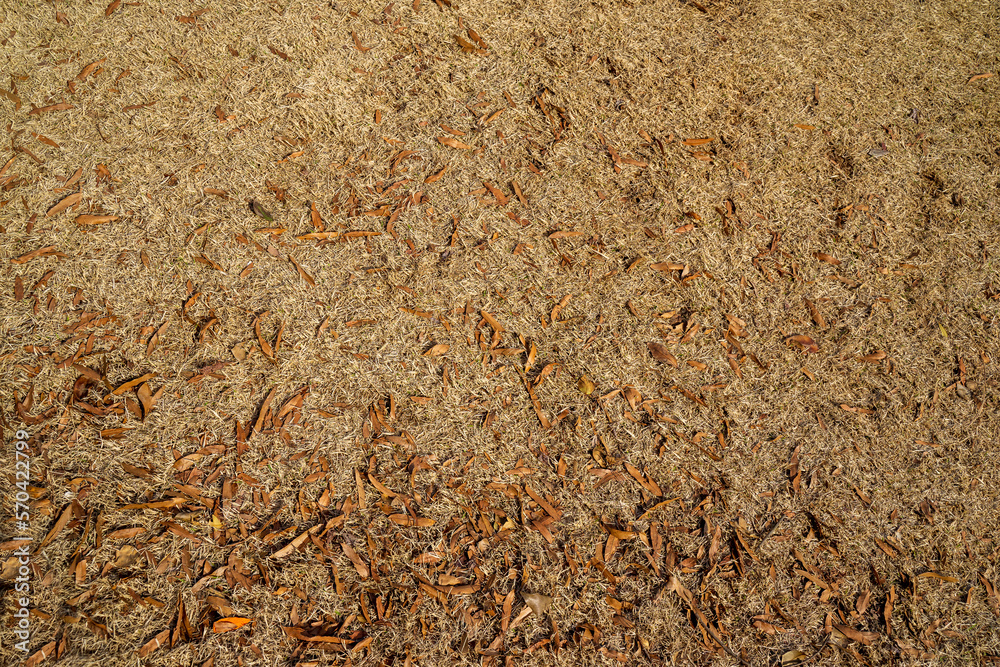 Background of burn grass. Grass color change during foliage season, or ...