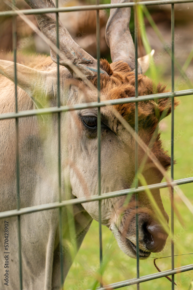 A not happy looking antelope behind bars. These animals should rather ...