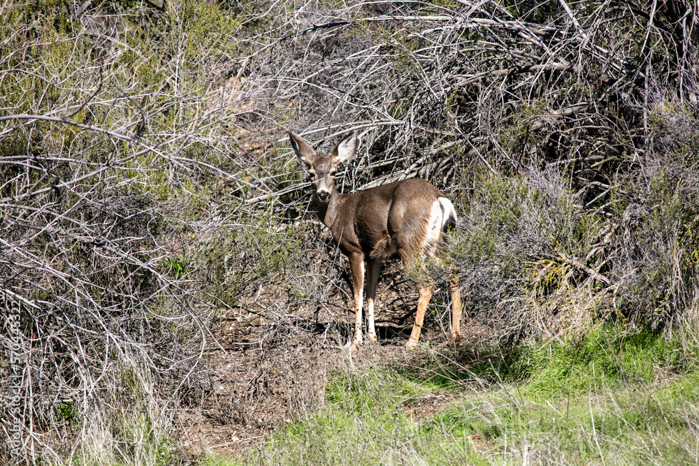 A Mule Deer Doe Yearling in a Chaparral Habitat Stock Photo | Adobe Stock