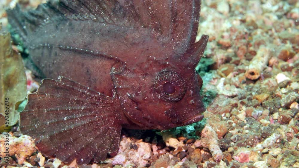 Cockatoo Wasp fish, Ablabys taenianotus, is dangerous scorpionfish. Its ...