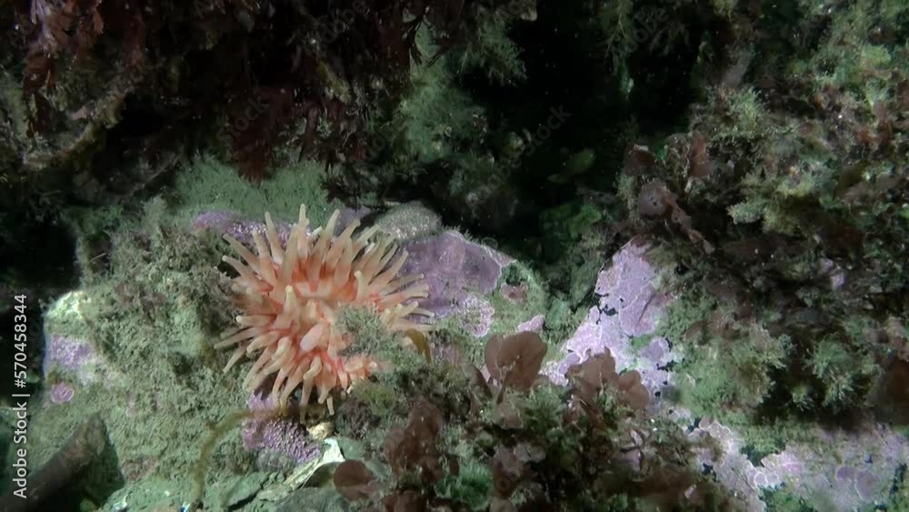 Sea anemones are fascinating underwater creatures of the Barents Sea ...