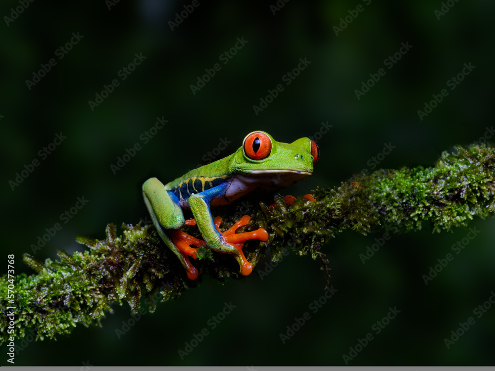 Red-eyed tree frog bright vivid colors at night in tropical rainforest ...
