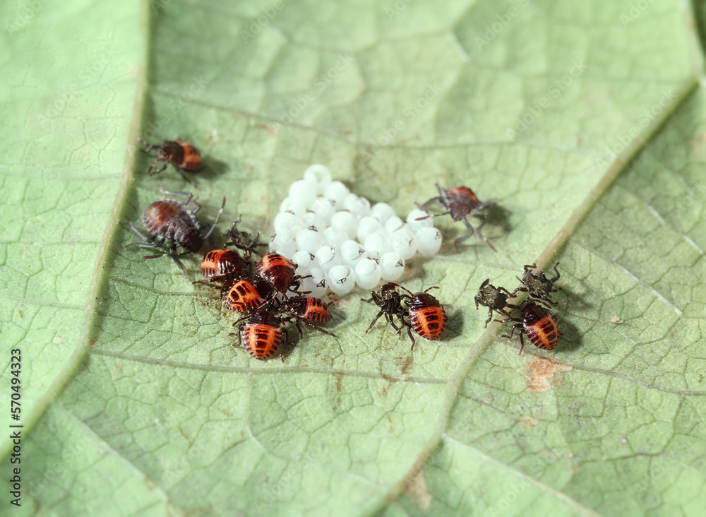 Brown marmorated stink bug egg cluster with instars on bean leaf ...
