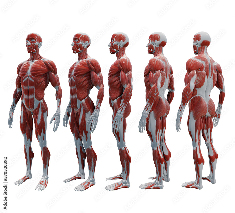 3d rendering human muscle organs model ecorche full body perspective ...