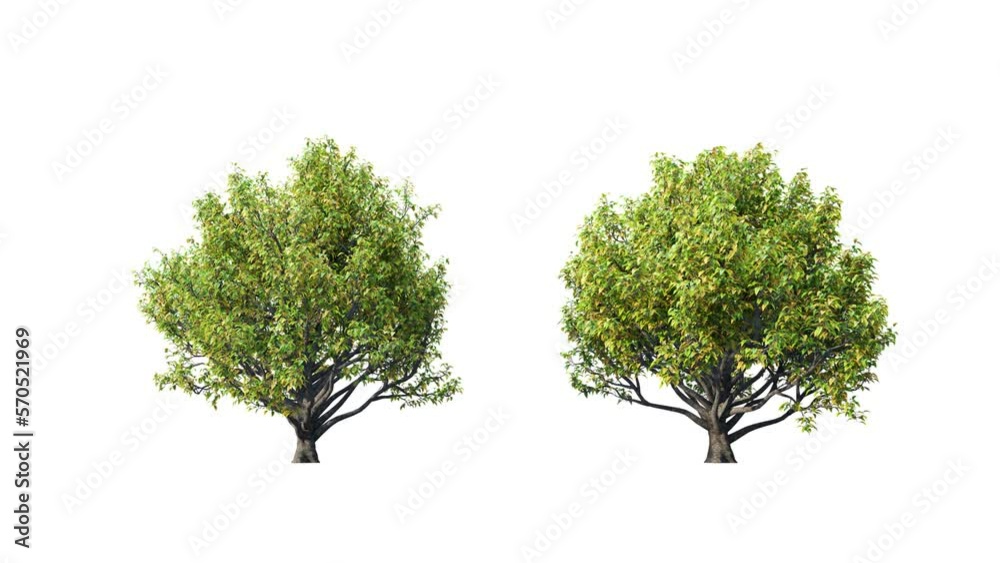 Growing trees on white background.3D animation growth grow from small ...