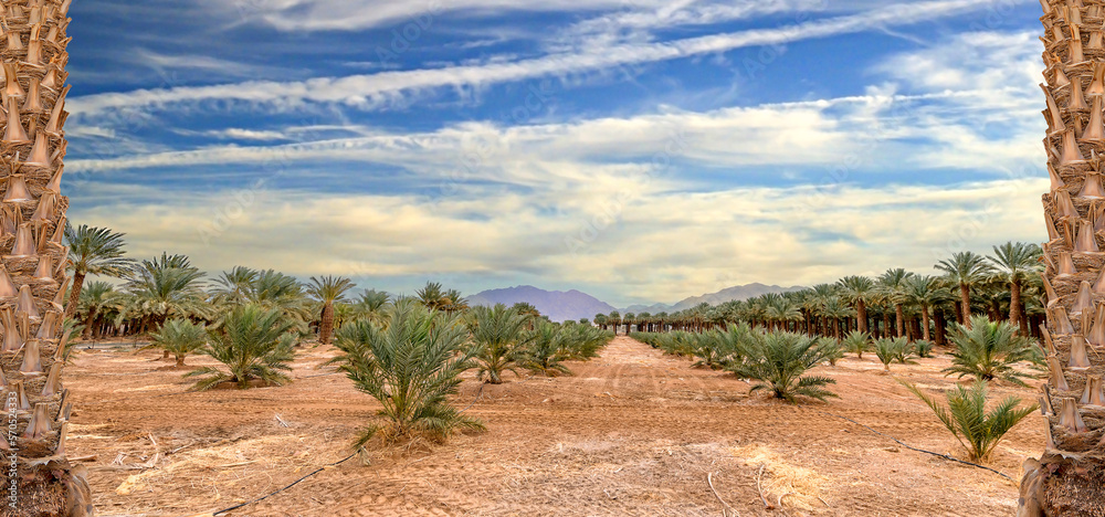 Plantation of date palms for healthy and GMO free food production. Date ...