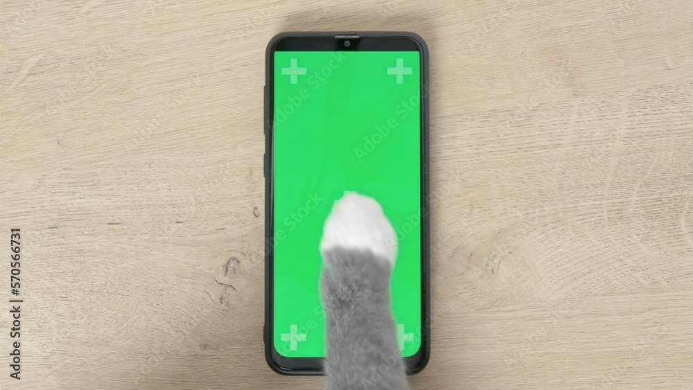 Cat paw touching, clicking, tapping and swiping phone with chromakey screen. Feline Paw typing ...