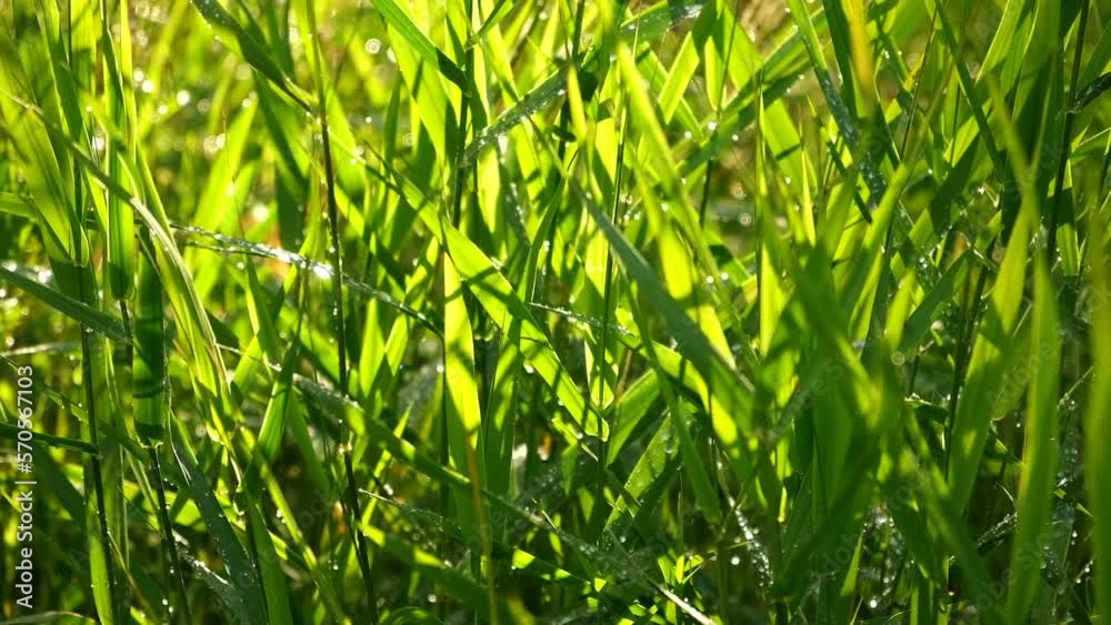 Vídeo do Stock: Nature Background. Green Leaves Wall. Backdrop of Big ...