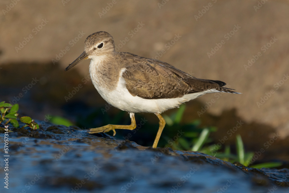 Common sandpiper - Actitis hypoleucos wading in water with brown ...