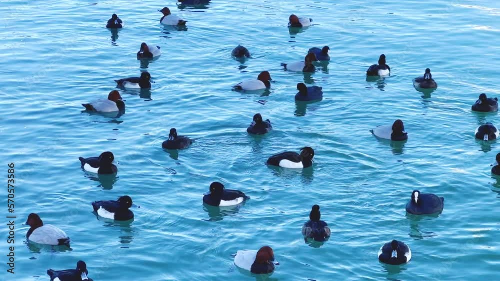 SOCHI, RUSSIA - JANUARY 2023: Ducks living near the commercial sea port ...