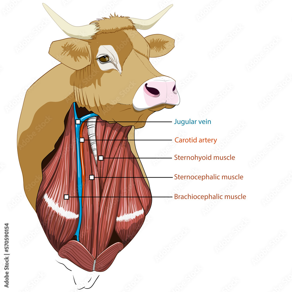 Sistema muscular y sanguíneo del cuello de un bovino. Principales ...