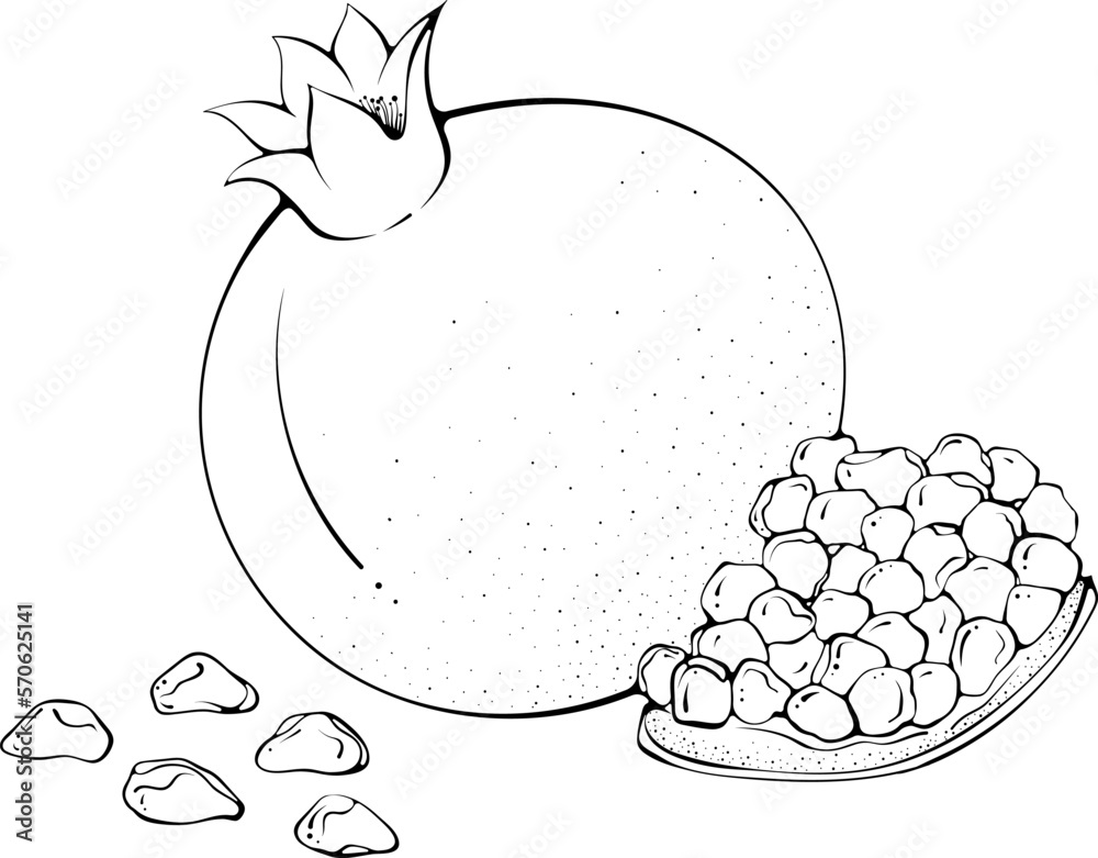 Whole and piece of peeled pomegranate. Vector illustration in hand ...