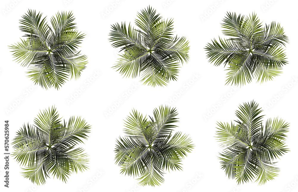 set of trees rendered from the top view, 3D illustration, for digital ...