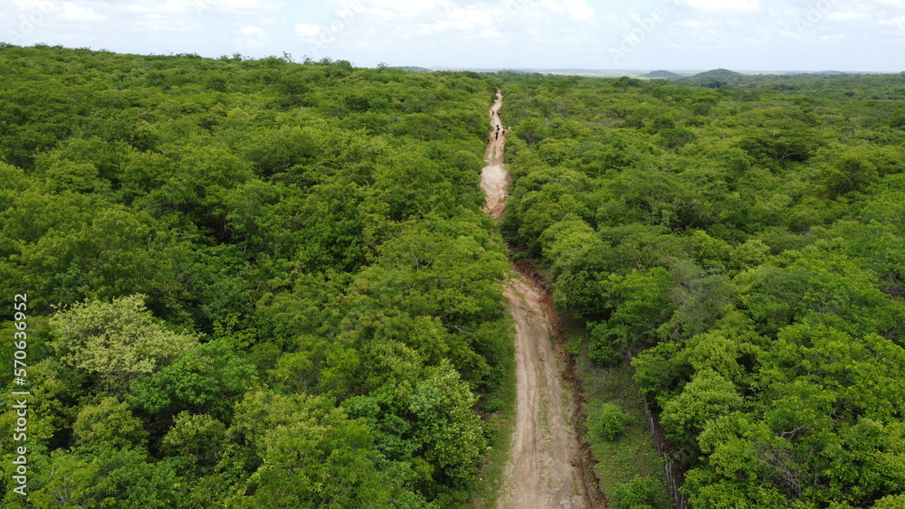 paisagem da caatinga no inverno, caatinga no inverno, caatinga verde ...
