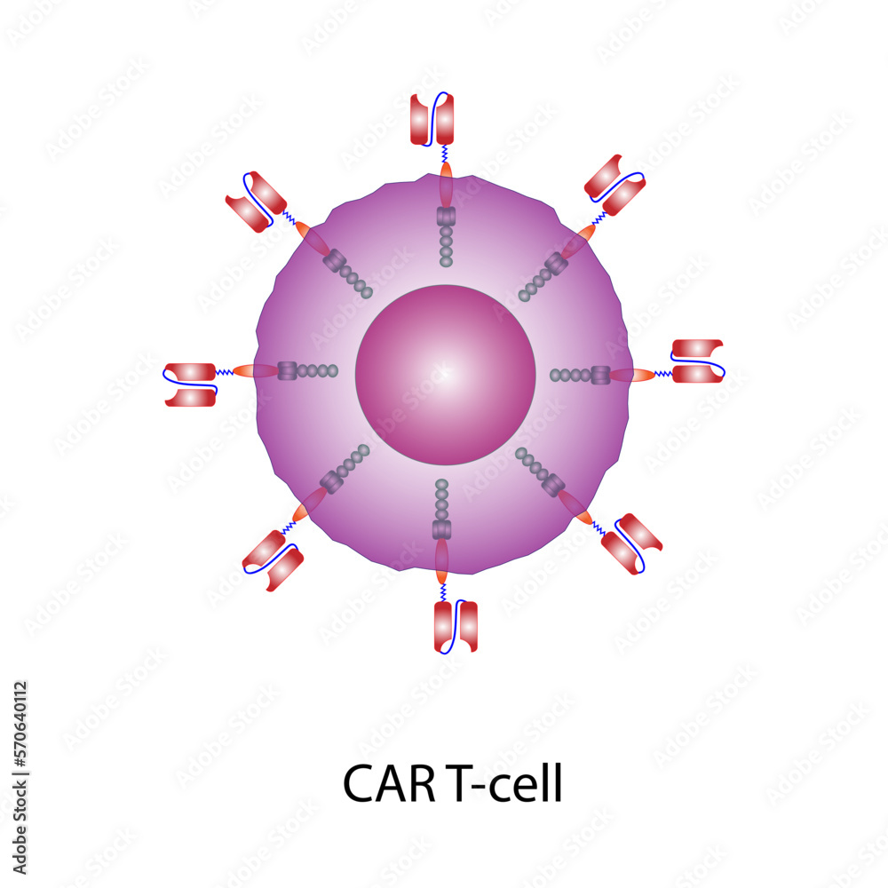 T Cell And Chimeric Antigen Receptor T Cell Car T Cell For Use In Immunotherapy Simple Icon
