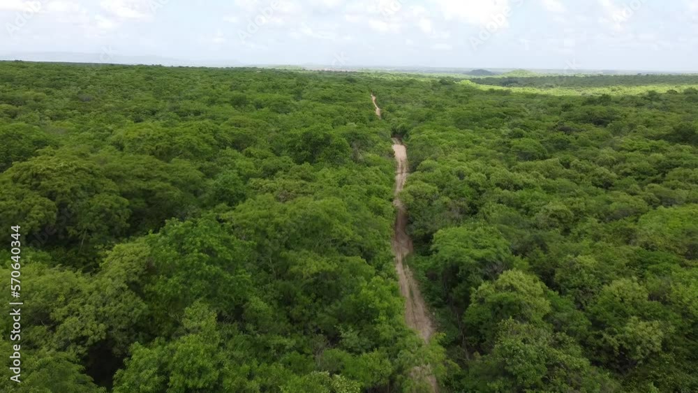 paisagem da caatinga no inverno, caatinga no inverno, caatinga verde ...