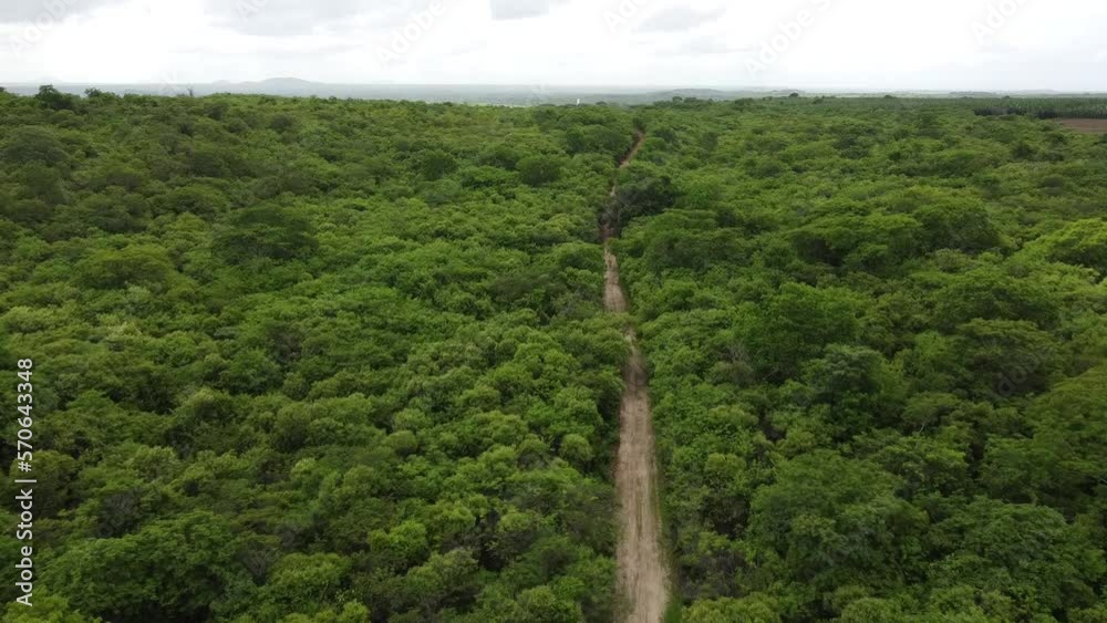paisagem da caatinga no inverno, caatinga no inverno, caatinga verde ...
