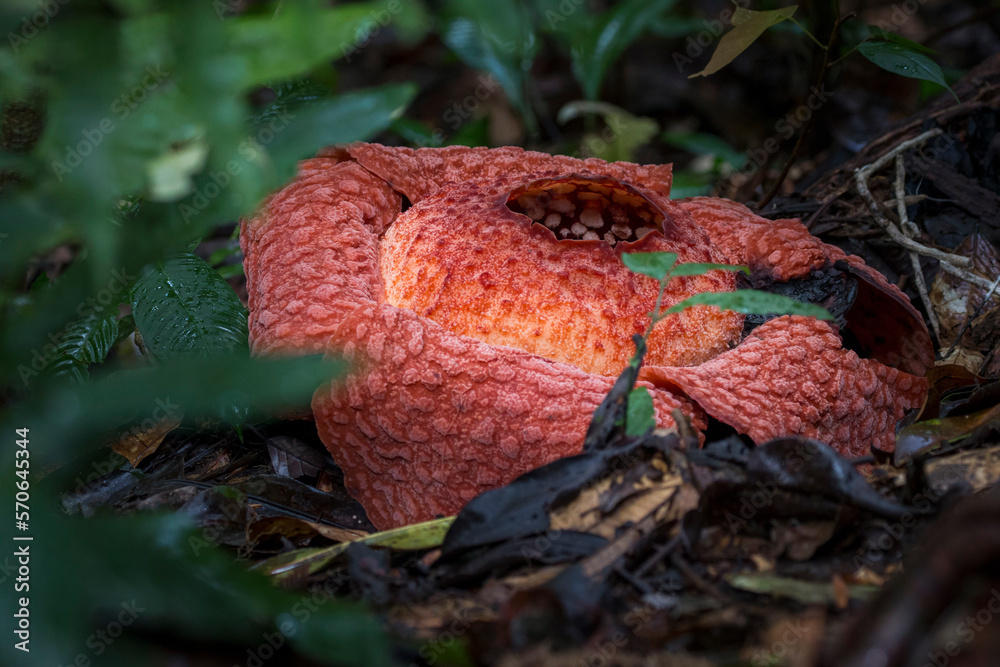 Rafflesia arnoldii, Batu Katak, Sumatra, Indonesia Stock Photo | Adobe ...