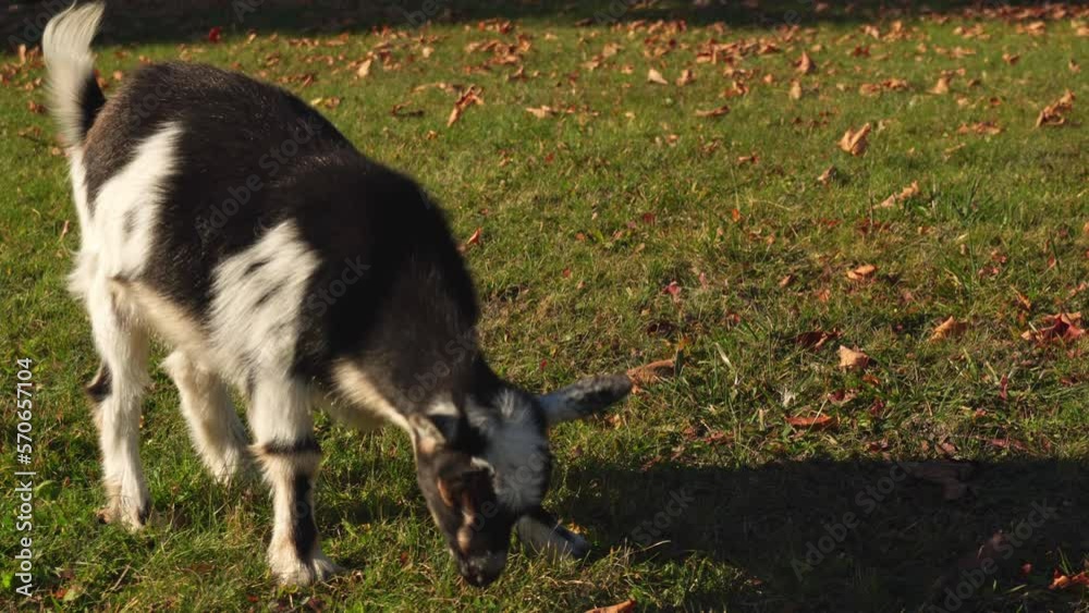 Cute small goat at the family farm at golden hour. Friendly home pet or ...