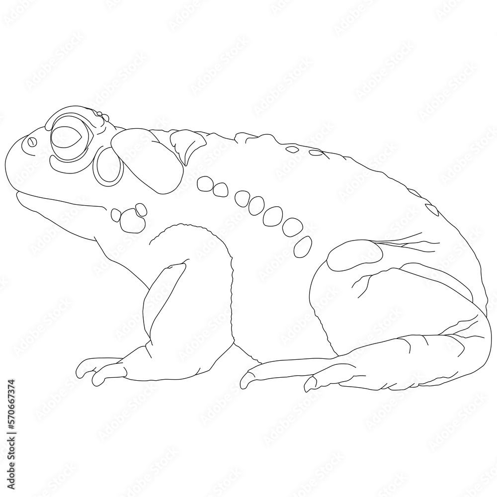 Colorado River Toad of the Colorado River, Bufo alvarius a toad from ...