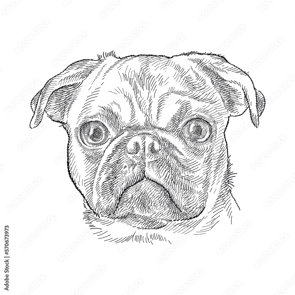 Hand drawn sketch of cute Pug head in black isolated on white ...