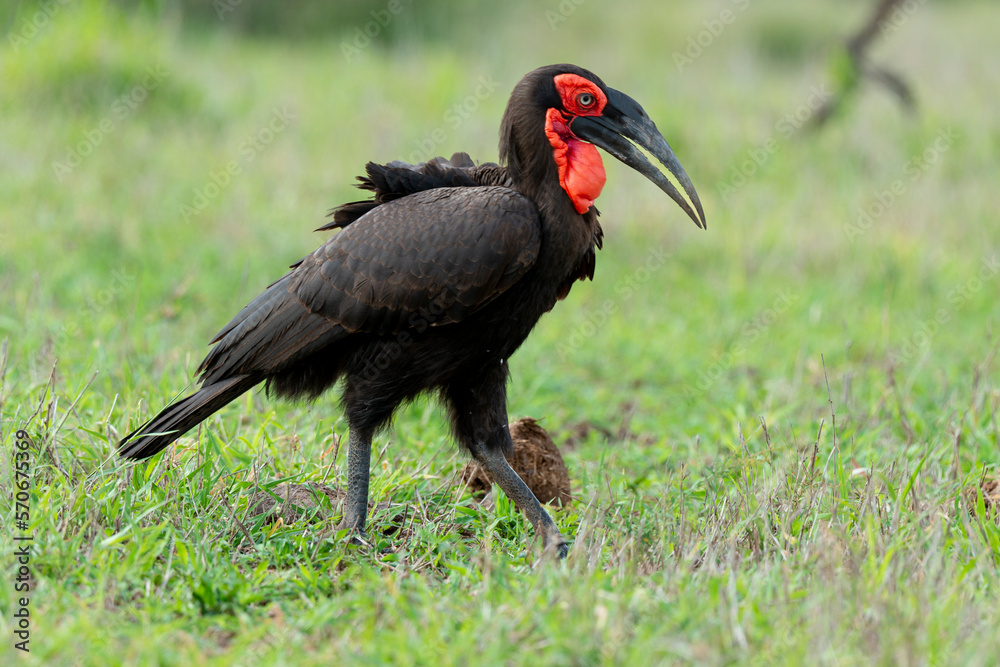 Bucorve du Sud, Grand calao terrestre, Bucorvus leadbeateri, Southern ...
