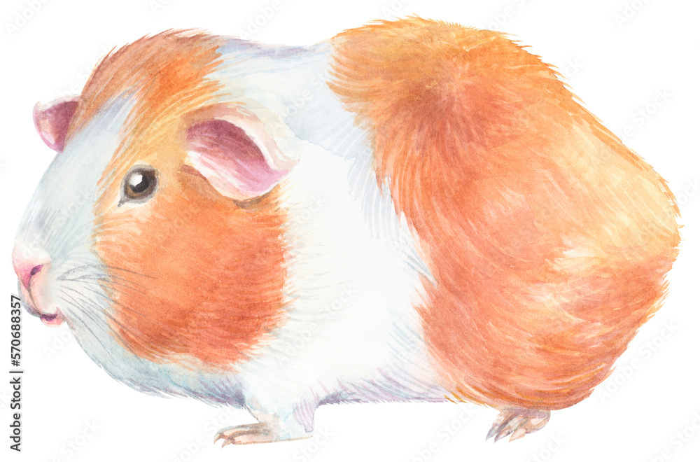 Guinea pig side view, hand painted watercolor illustration Stock ...