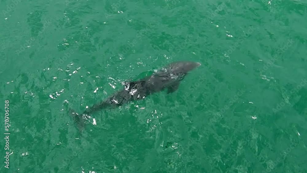 American cute dolphin swimming in the clear waters of Fort Desoto Park ...