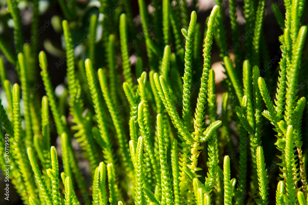 Plants of rattail crassula in a botanical garden Stock Photo | Adobe Stock