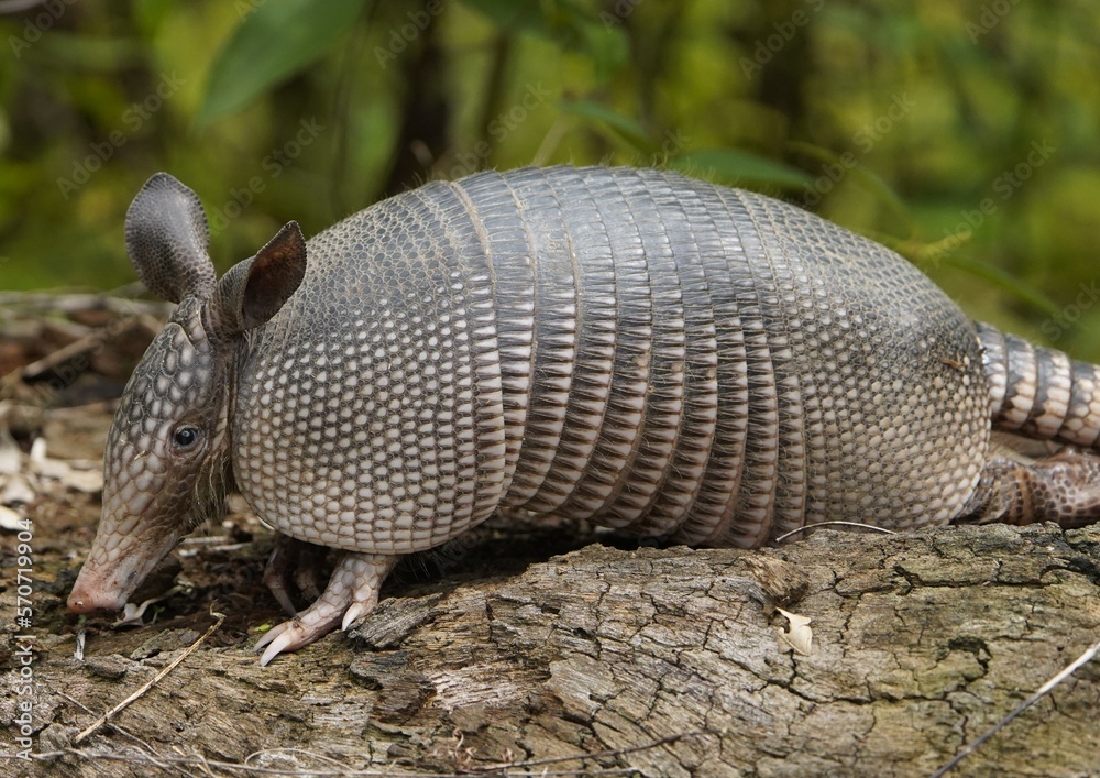 The nine-banded armadillo (Dasypus novemcinctus), also known as the ...