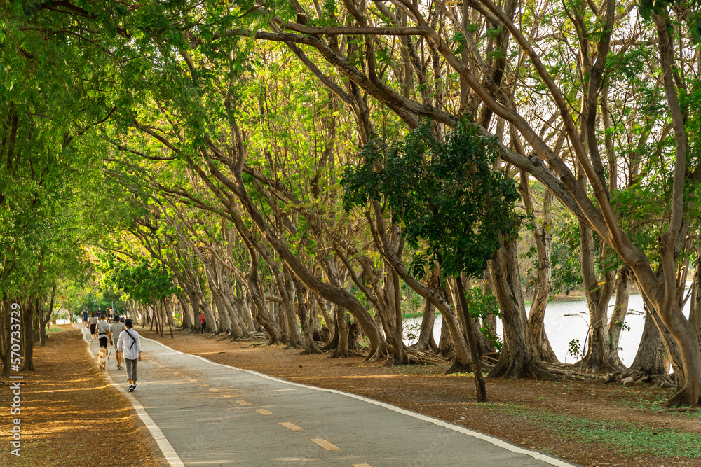pathway and beautiful trees track for running or walking and cycling ...