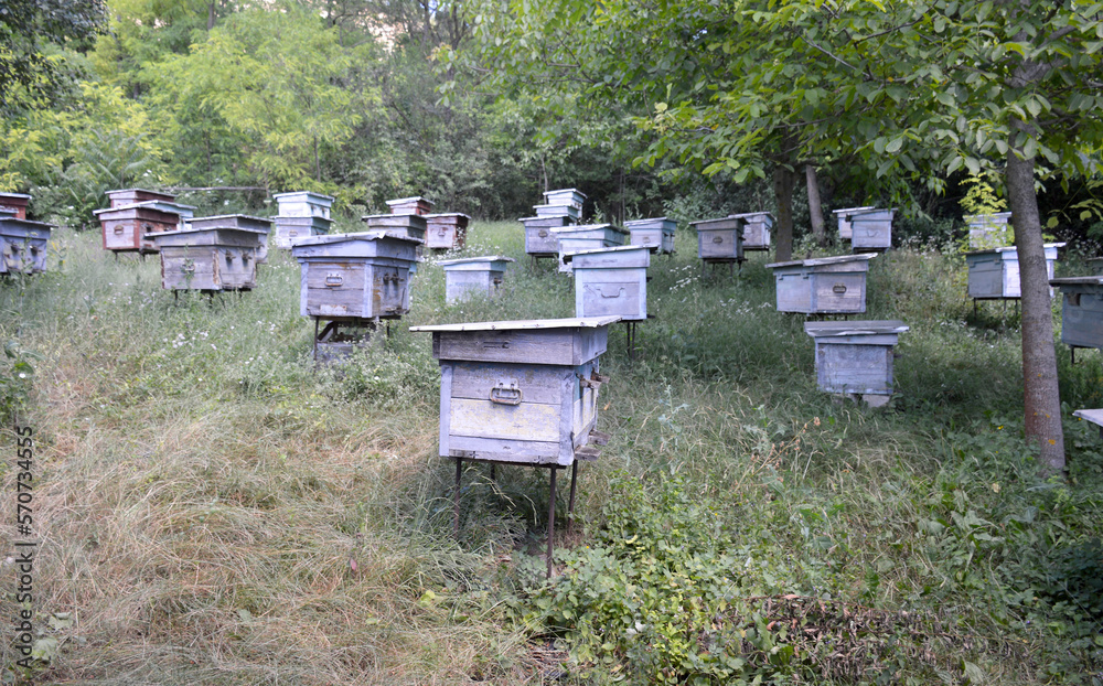 Apiary in the village. Summer honey harvesting season. House for bees ...