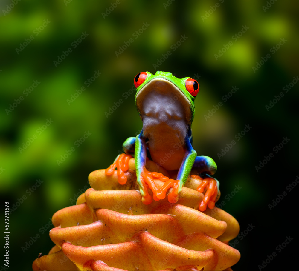 Red-eyed tree frog on beehive ginger in tropical rainforest in jungle ...