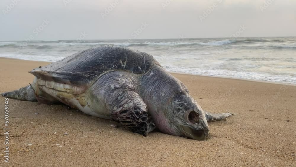 Carcass of a large dead Turtle on the sea shore. Improper fishing ...