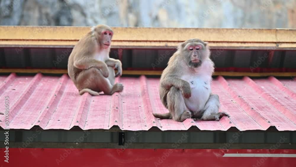 Monkey living on the roof in rural Thailand. Thailand is home to many ...