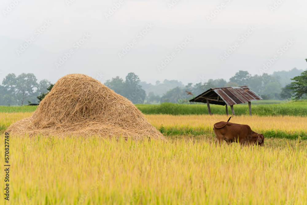 Rice fields with ears of rice ready for harvest. It's a golden yellow ...