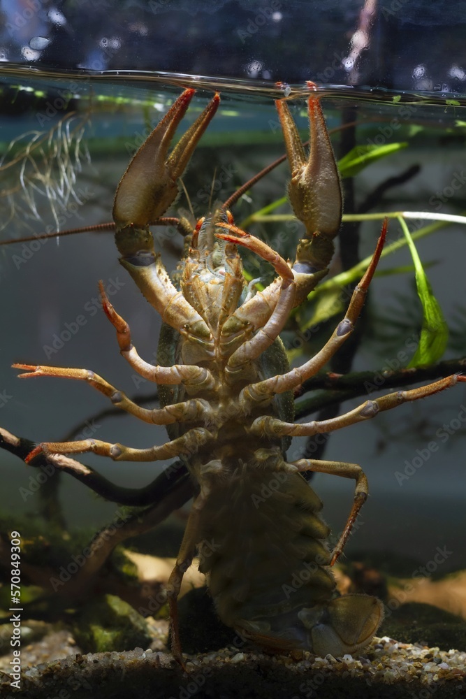 narrow-clawed crayfish climb on front glass, show bottom and tail on ...
