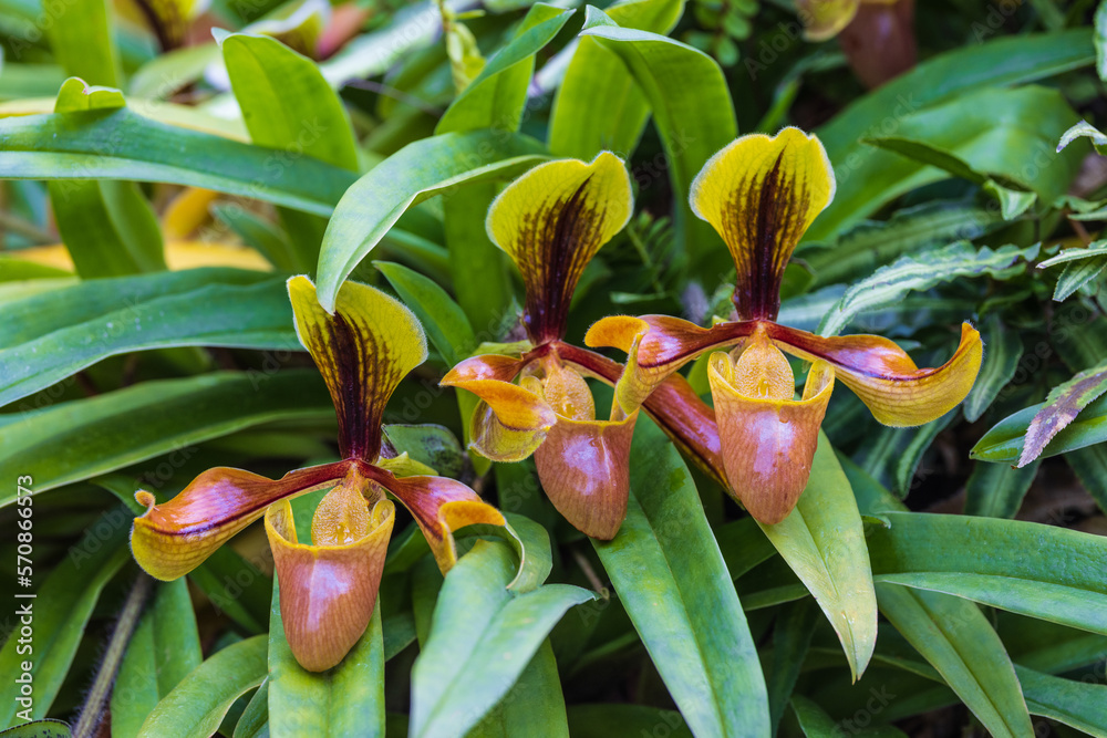 Paphiopedilum-villosum, Beautiful rare wild orchids in tropical forest ...