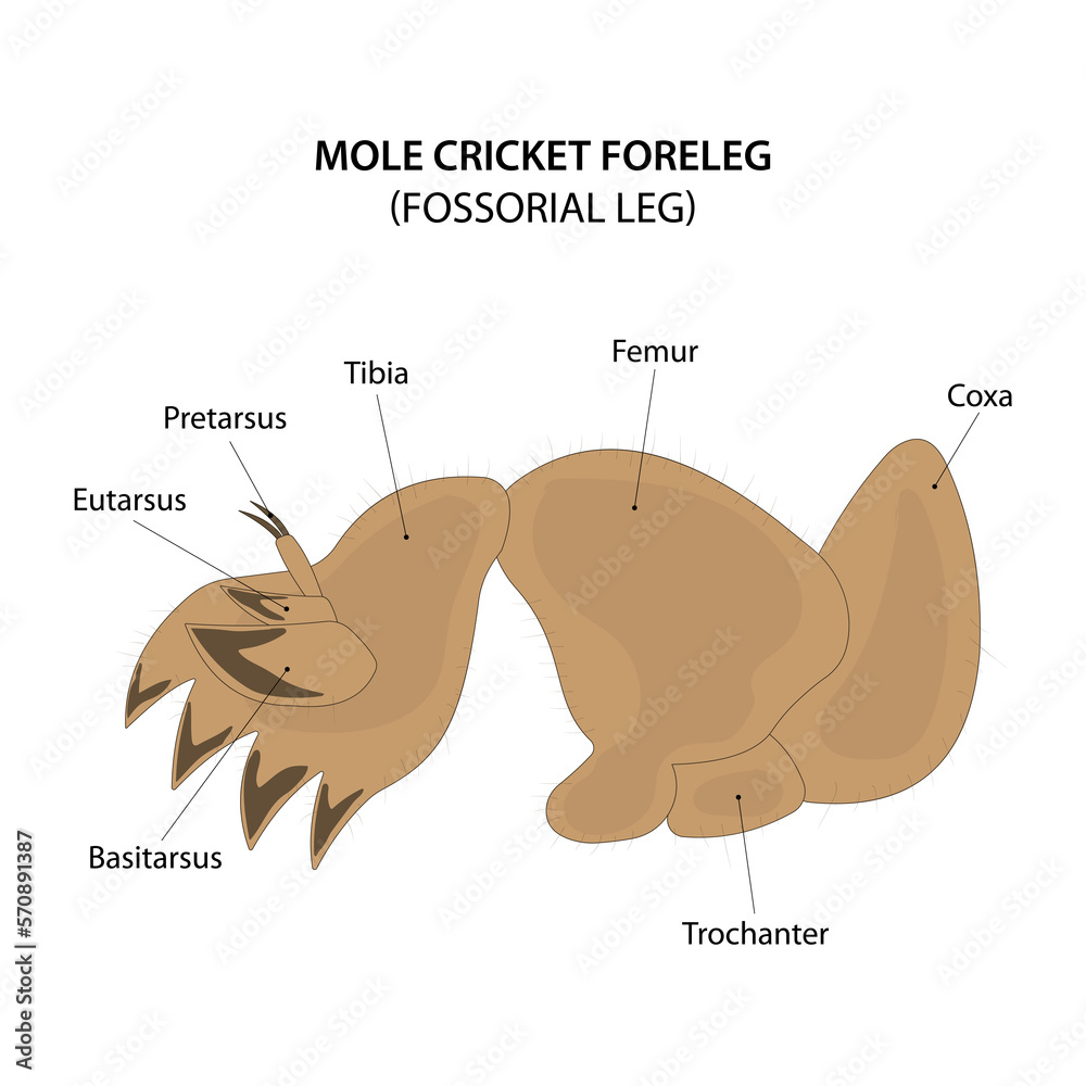 Mole cricket foreleg. Fossorial leg. Stock Illustration | Adobe Stock