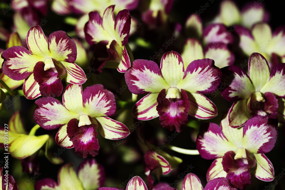 Beautiful hybrid Dendrobium orchid with purple splash Stock Photo ...