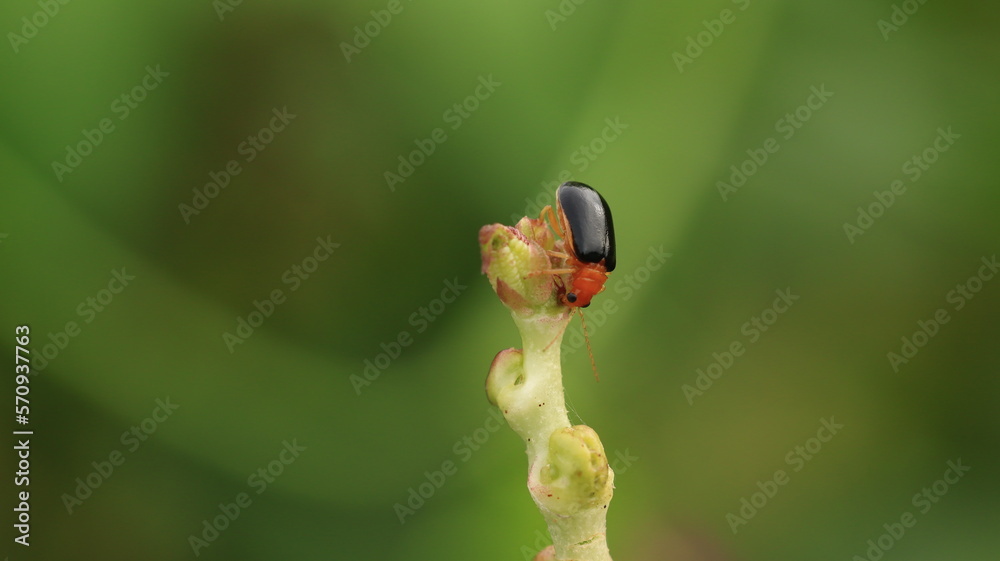 Insect pests are small and black in color perch at the end of the ...