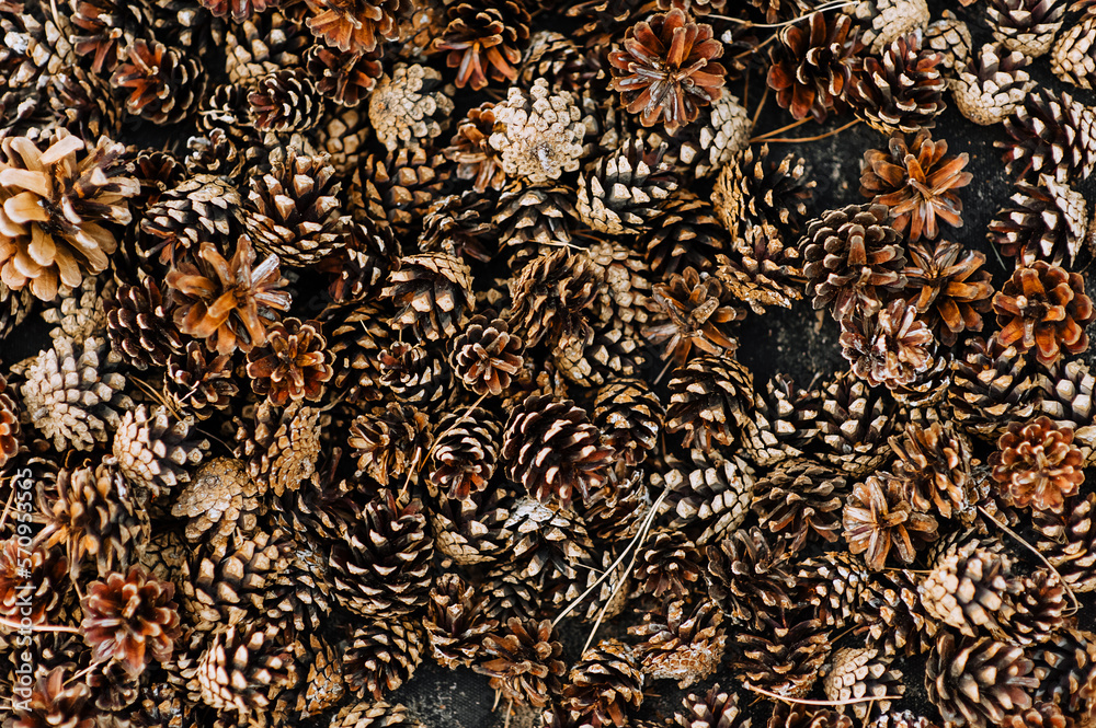 Texture, background of many, heaps of brown dry cones of a coniferous ...