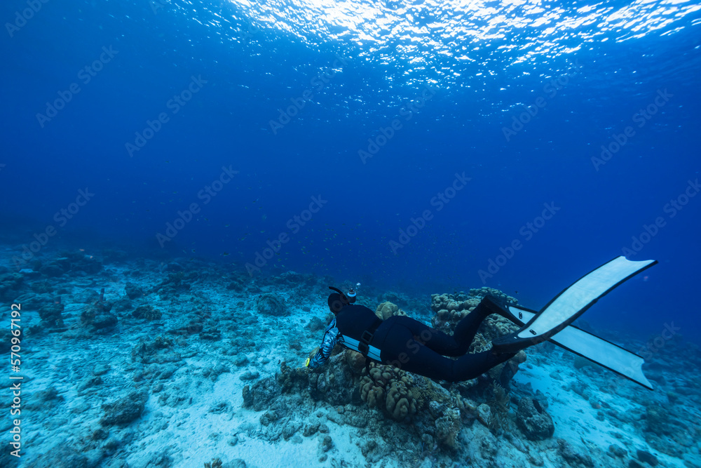 Seascape with Freediver in the coral reef of the Caribbean Sea Stock ...