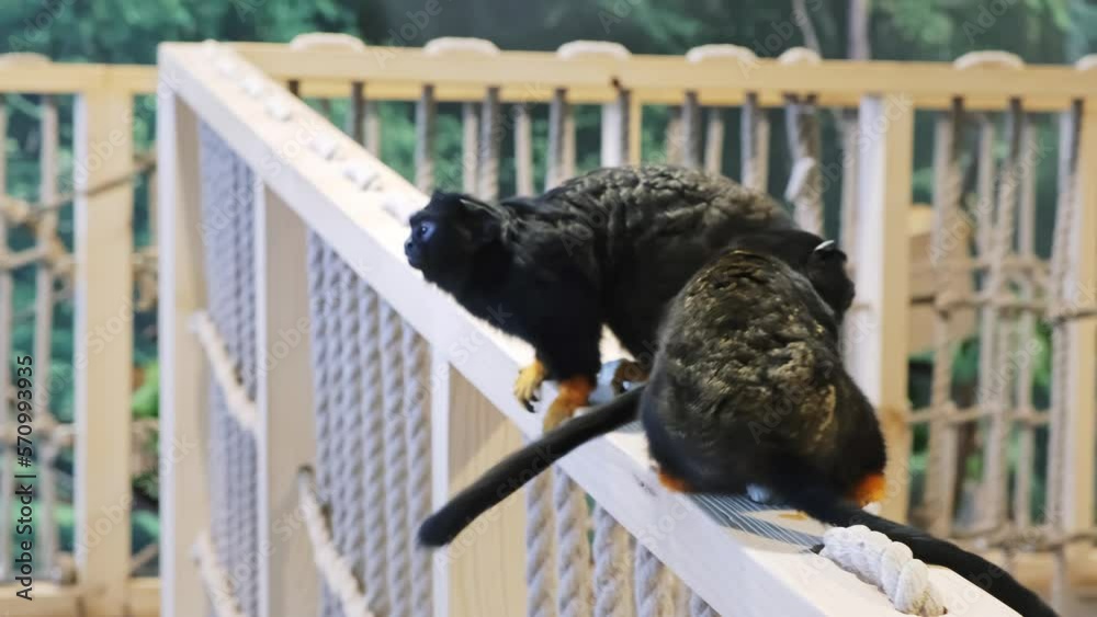 Two red-handed tamarins are fighting and leave place. Monkey itches the ...