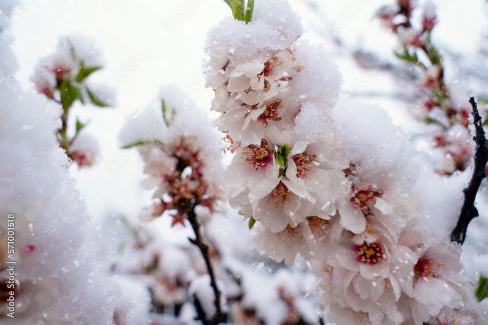 Flowers of the almond tree in the snow on snowing spring day. Beautiful ...