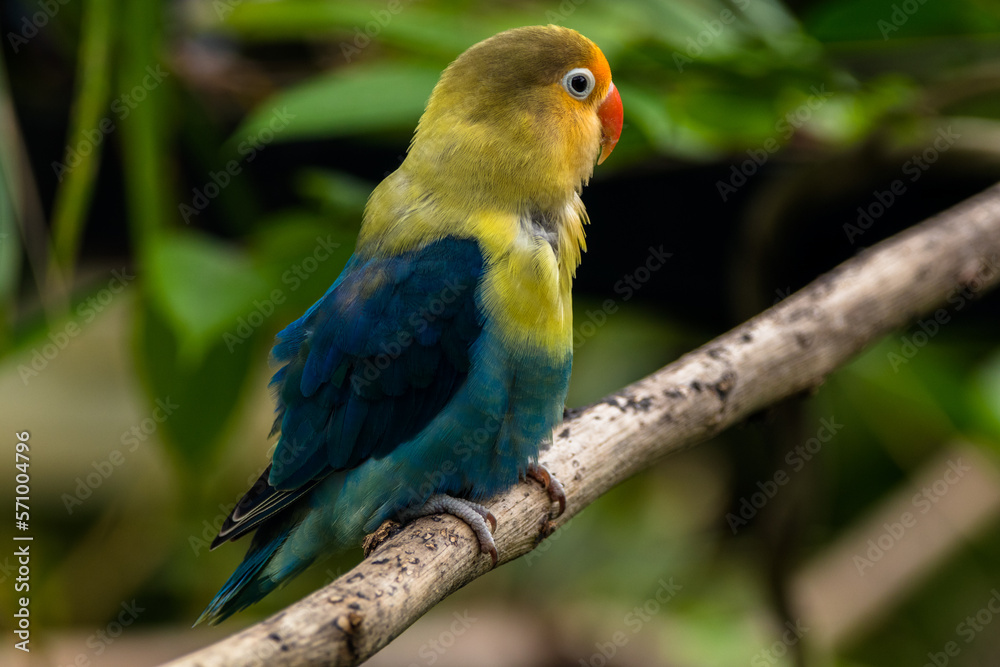 Fischer's lovebird (Agapornis fischeri) is a small parrot species of ...
