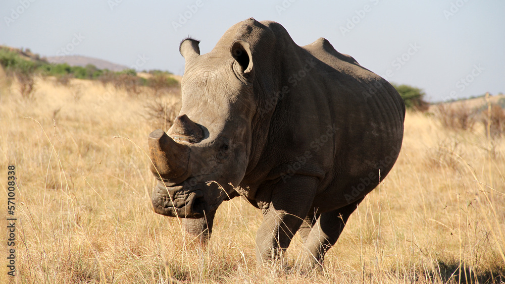 Rhinoceros close up. The white rhinoceros, white rhino or square-lipped ...
