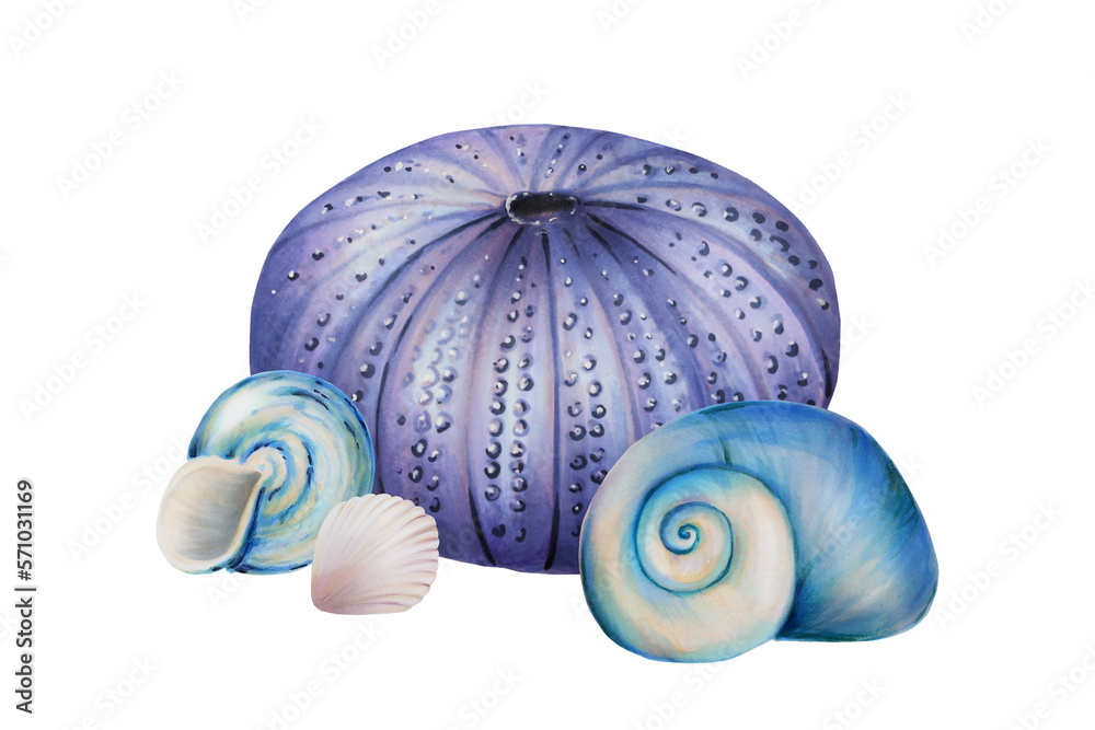 Watercolor composition with sea urchin and shells. Hand painting ...