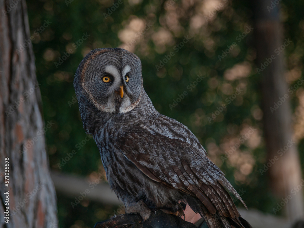 Retrato búho gris. ave rapaz nocturna que se encuentra en América del ...