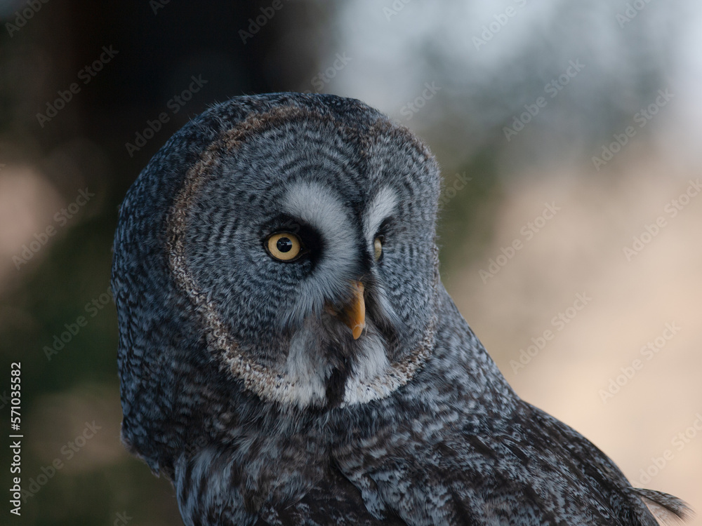 Retrato búho gris. ave rapaz nocturna que se encuentra en América del ...